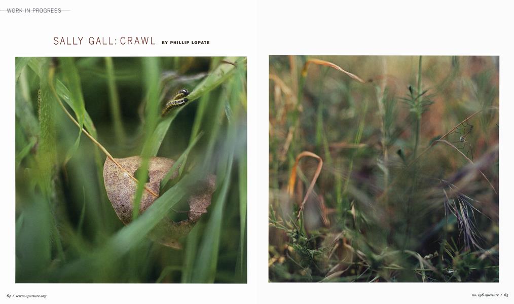 Sally Gall: Crawl | Aperture | Fall 2009